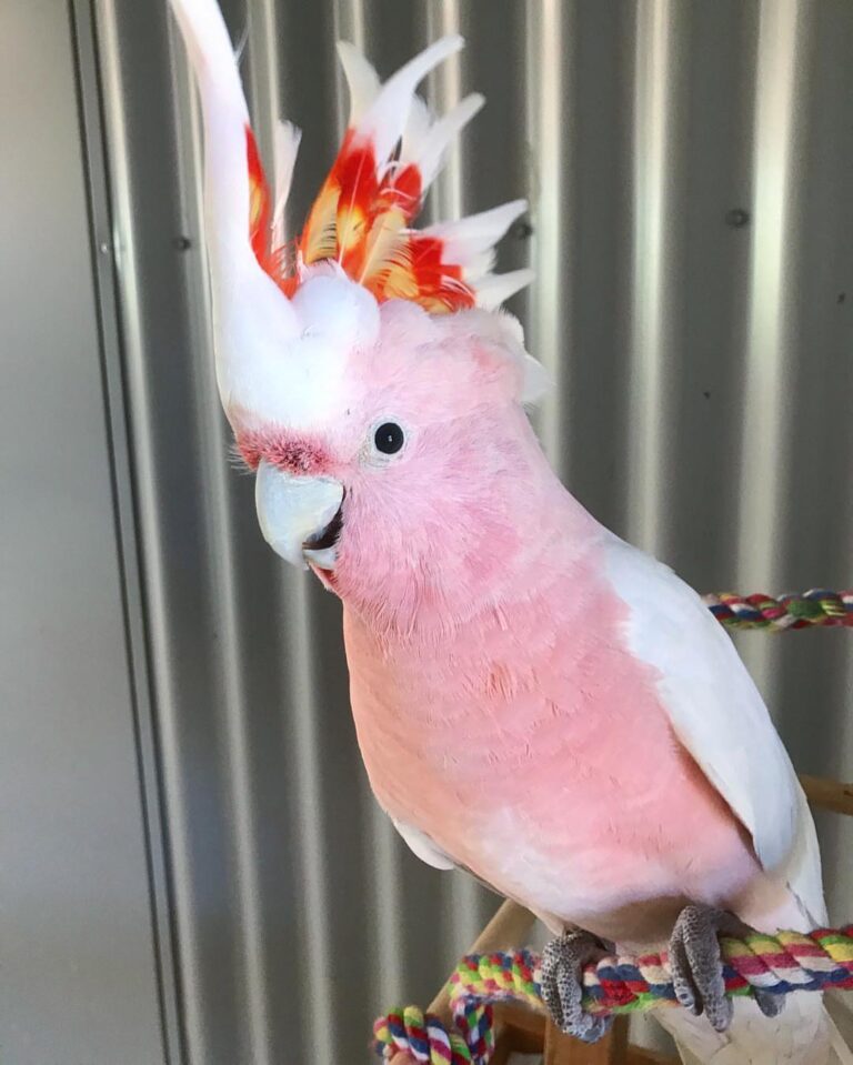 Buy Major Mitchell Cockatoos Online - Janis Birds Aviary